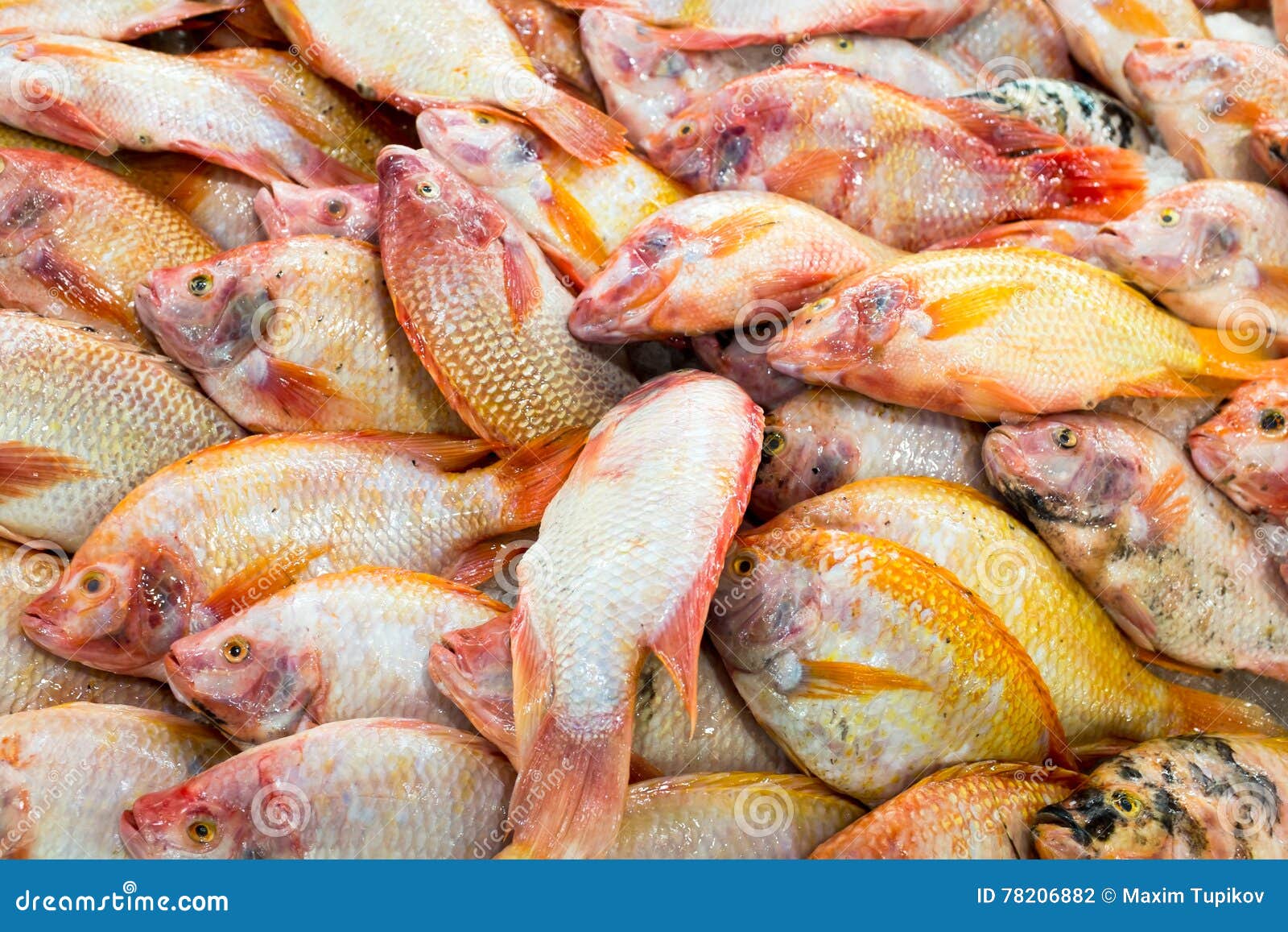 Red Tilapia at the Thailand Fish Market of Samui Stock Photo - Image of ...