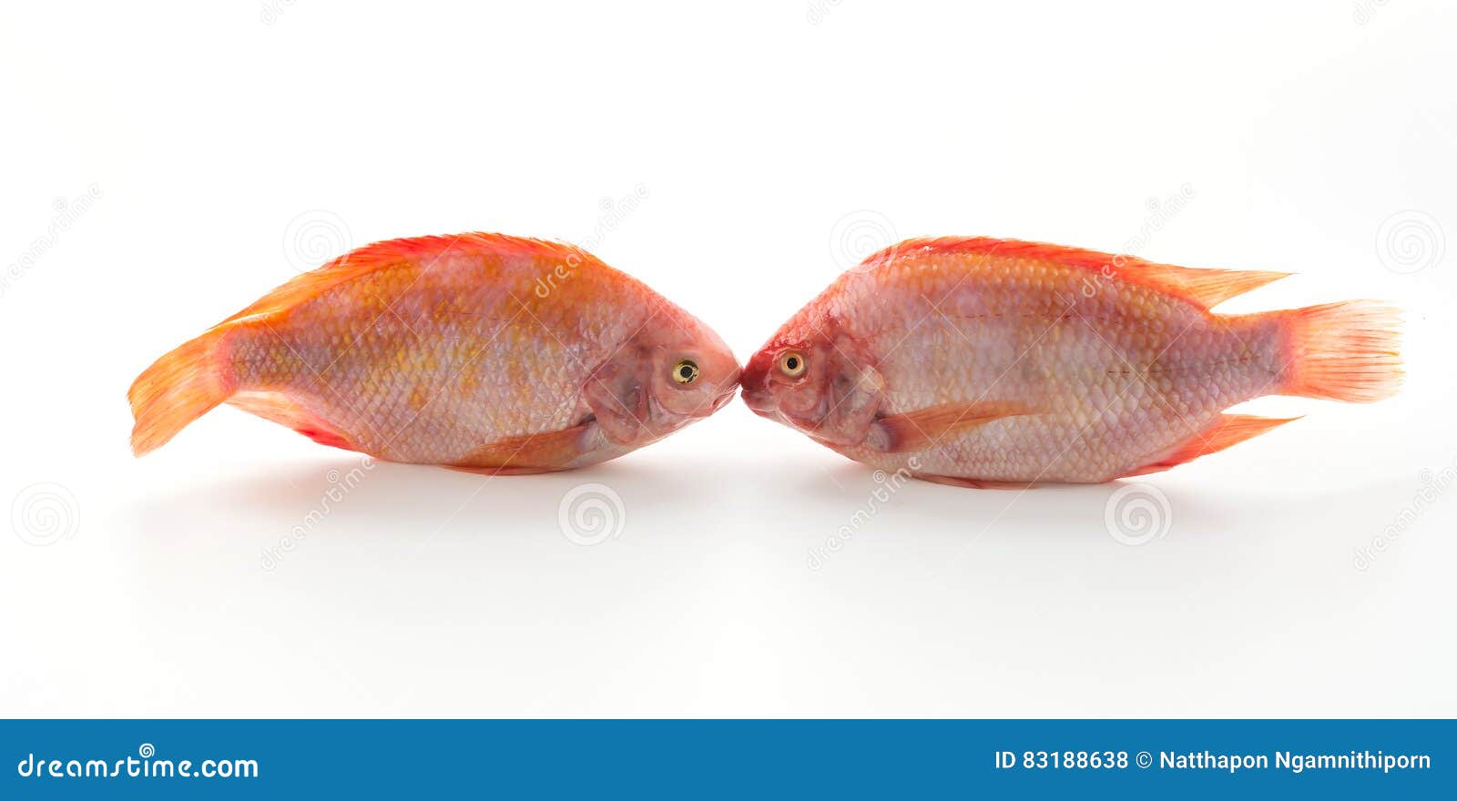 Red Tilapia stock photo. Image of closeup, freshwater - 83188638