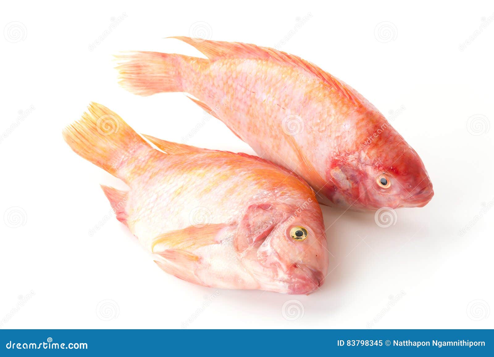 Red Tilapia stock image. Image of food, board, white - 83798345