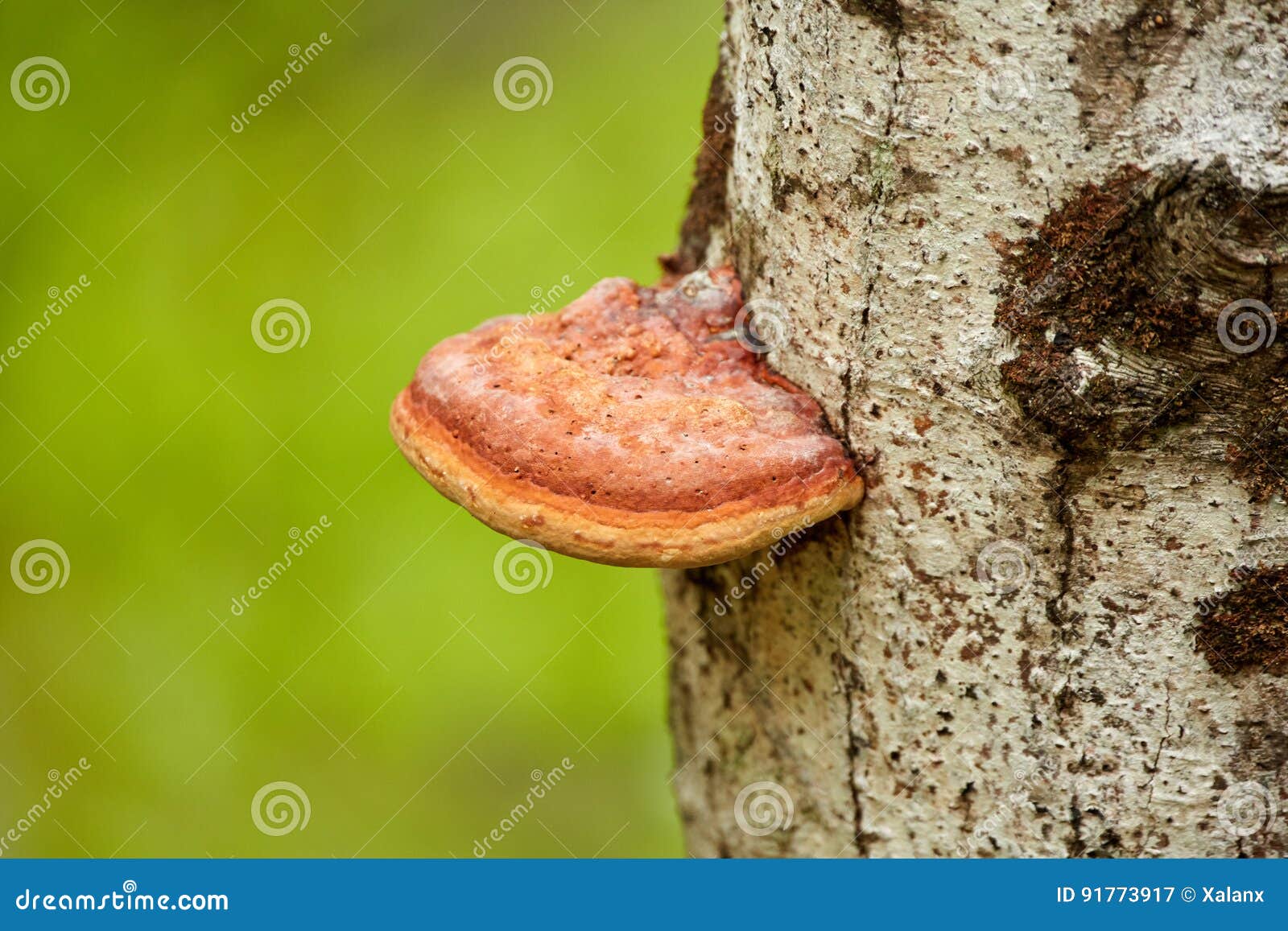 Red tinder on a tree bark stock image. Image of natural - 91773917