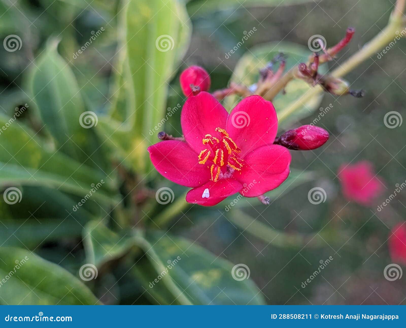 Red Tiny Flower Closeup Portrait in the Garden Stock Image - Image of portrait, tiny: 288508211