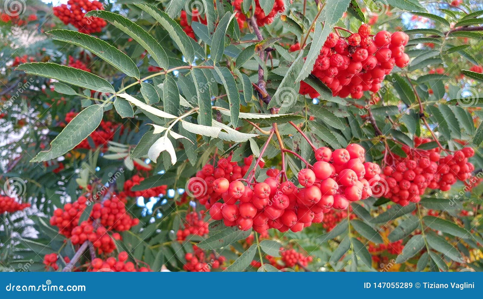 Red tiny fruit stock image. Image of shiny, fruit, tiny - 147055289