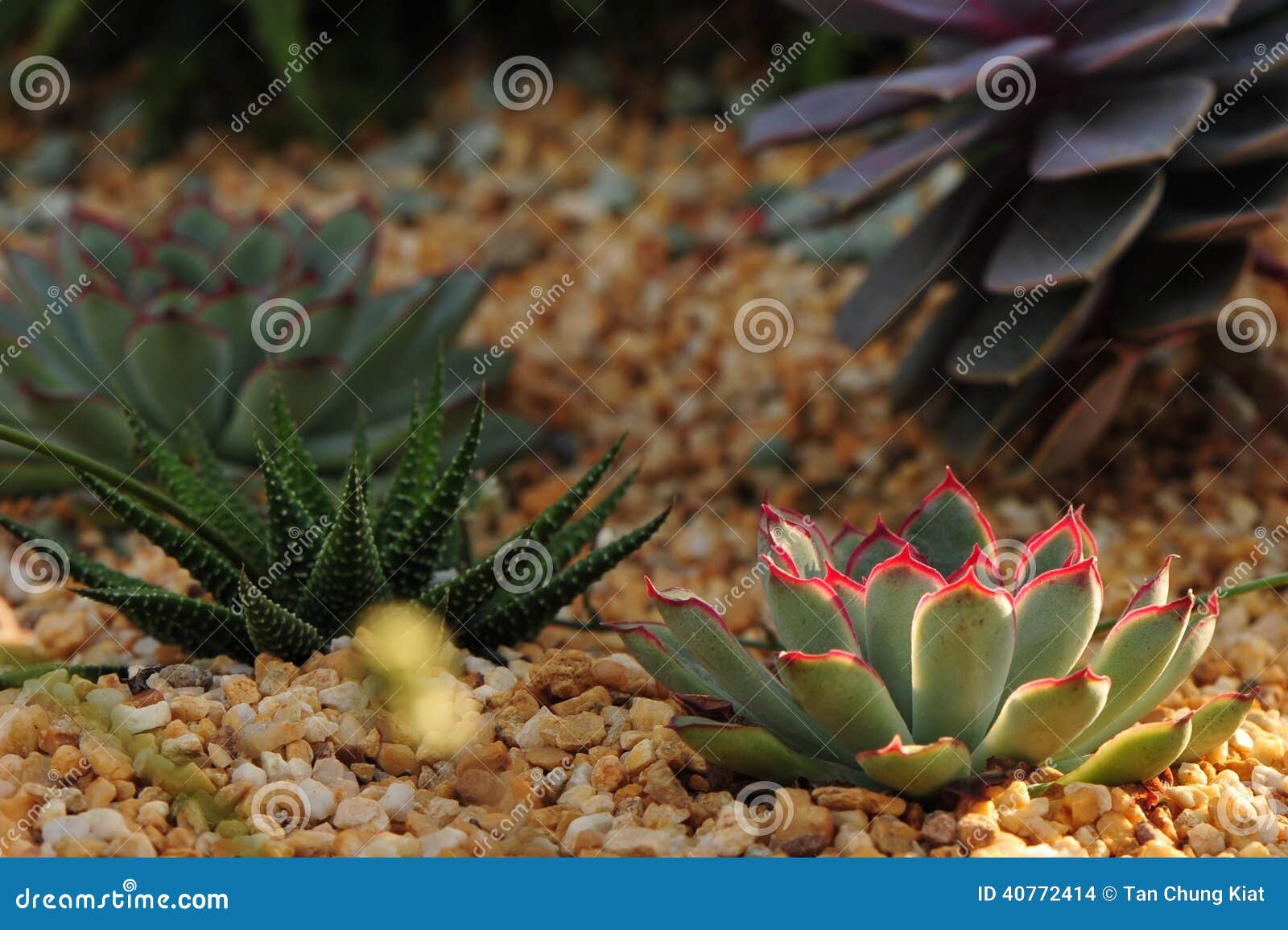 Red tip cactus plant stock photo. Image of cactus, green - 40772414