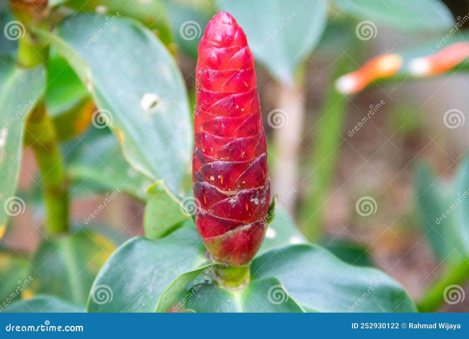 The Red Tip of the Costus Spicatus Plant Stock Photo - Image of ...