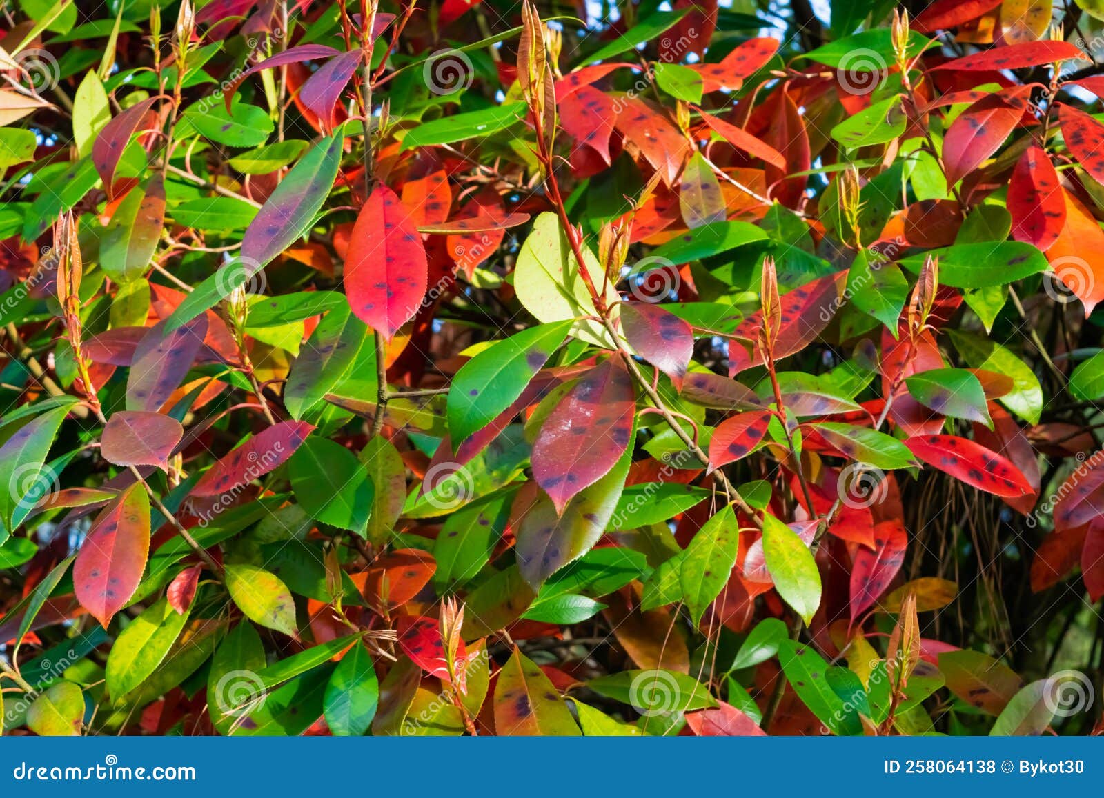 Red Tip Photinia Leaves Close Up Stock Photo - Image of plant, flora ...
