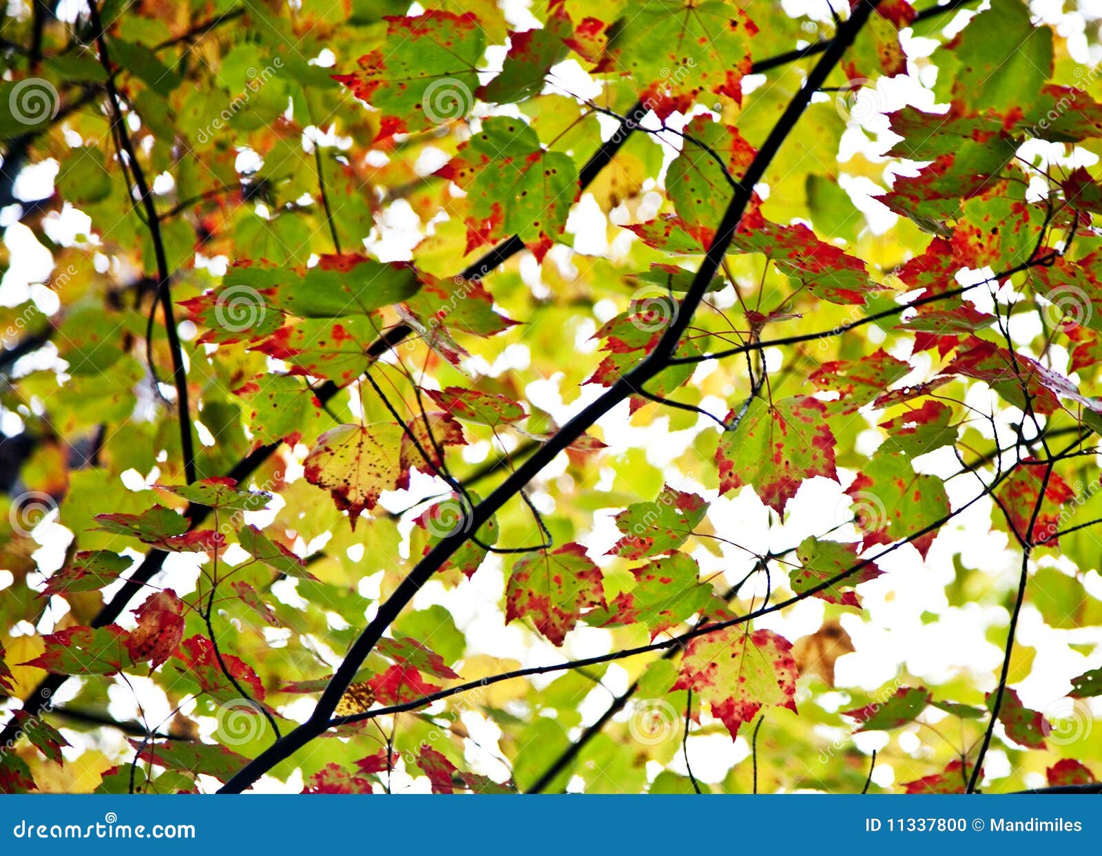Red Tipped Maple stock photo. Image of provincial, green - 11337800