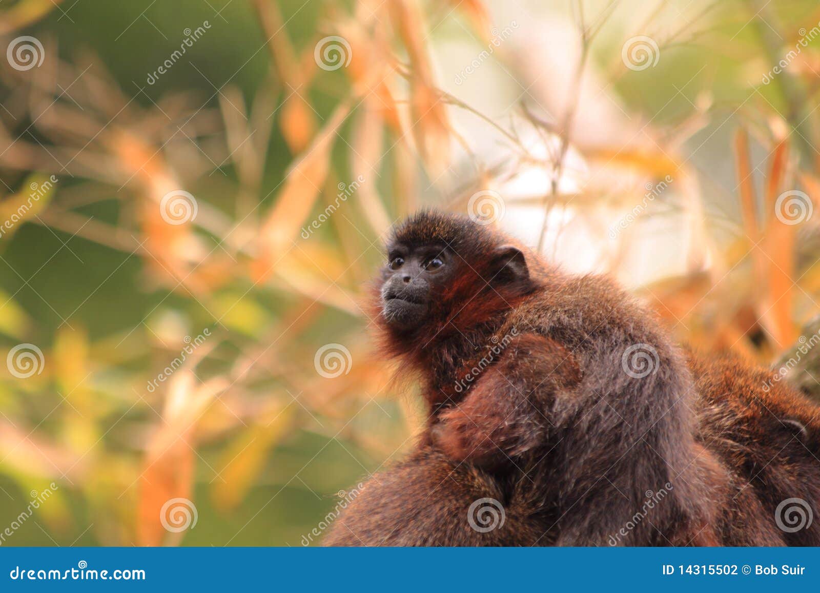 Red titi baby monkey stock photo. Image of tiny, wilderness - 14315502