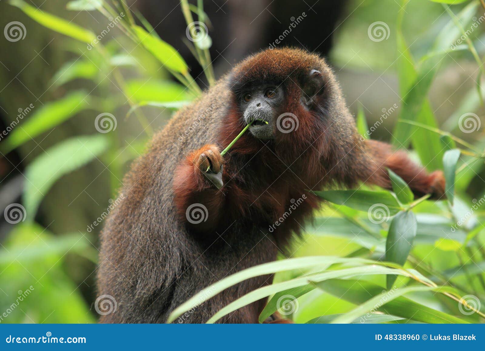 Red titi stock photo. Image of cupreus, america, mammal - 48338960