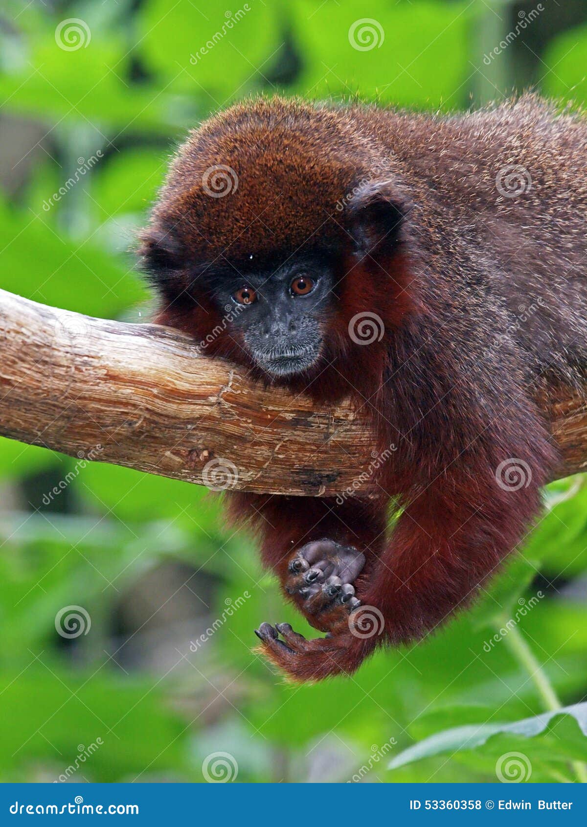 Red titi stock photo. Image of tropical, titi, background - 53360358