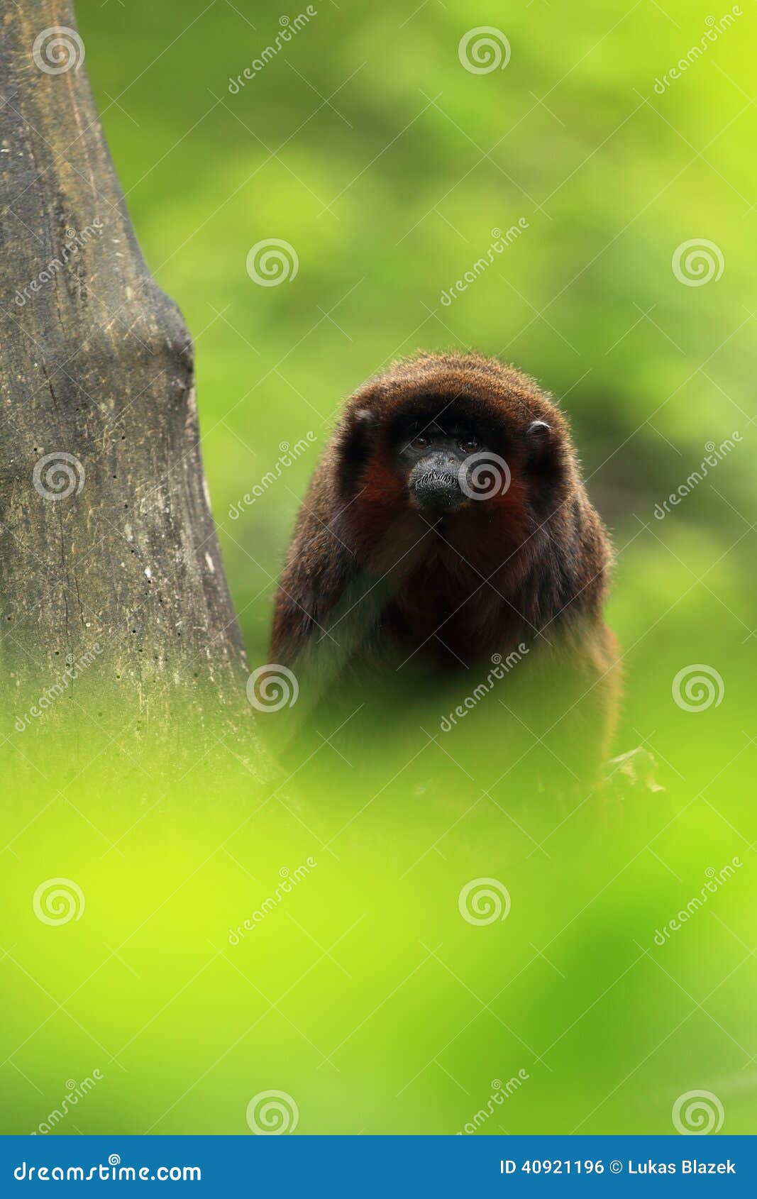 Red titi stock photo. Image of animal, south, adult, mammal - 40921196