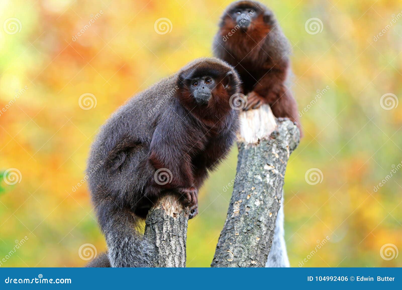 Red titi stock photo. Image of primate, black, natural - 104992406