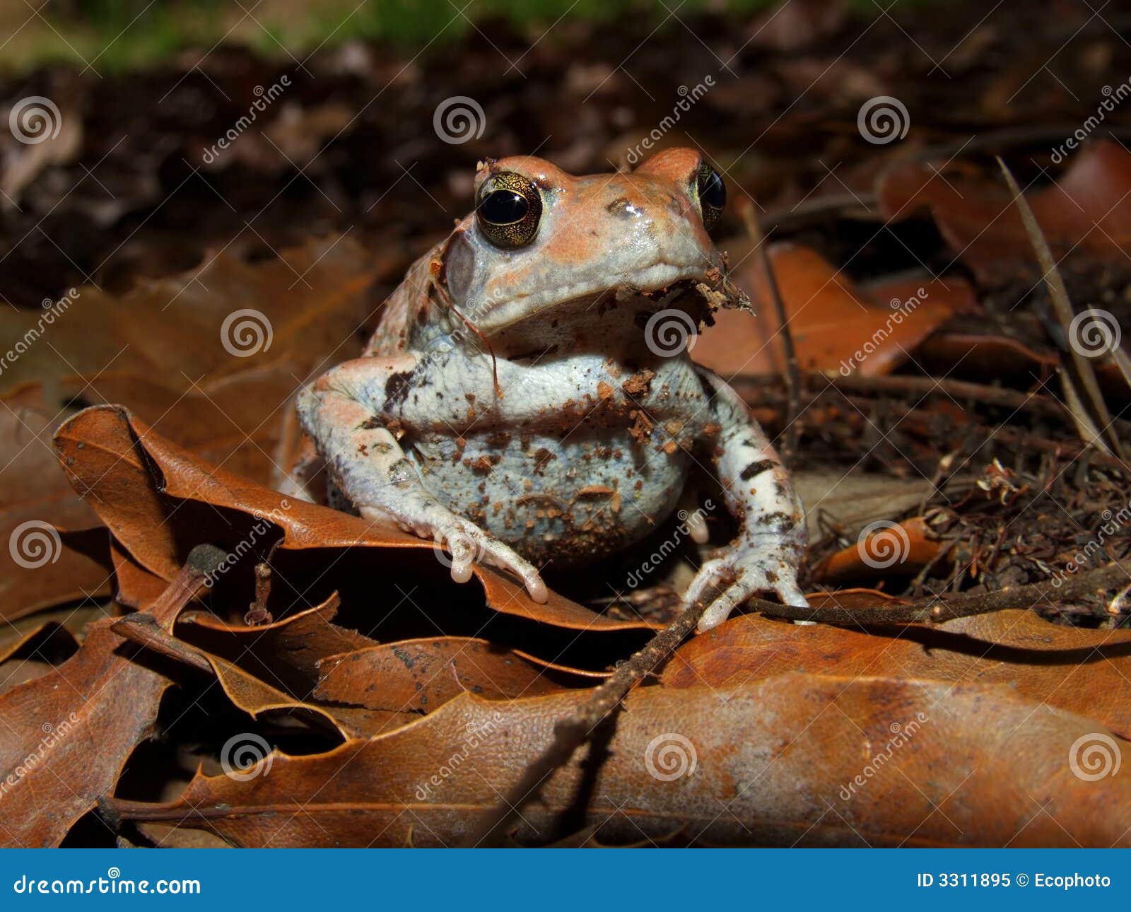 Red toad stock image. Image of south, ecology, anuran - 3311895