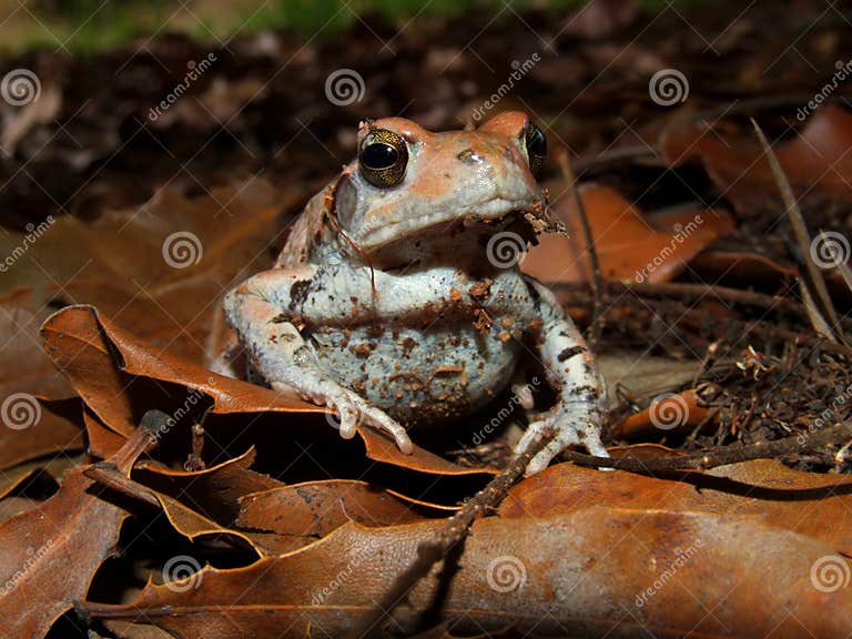 Red toad stock image. Image of south, ecology, anuran - 3311895