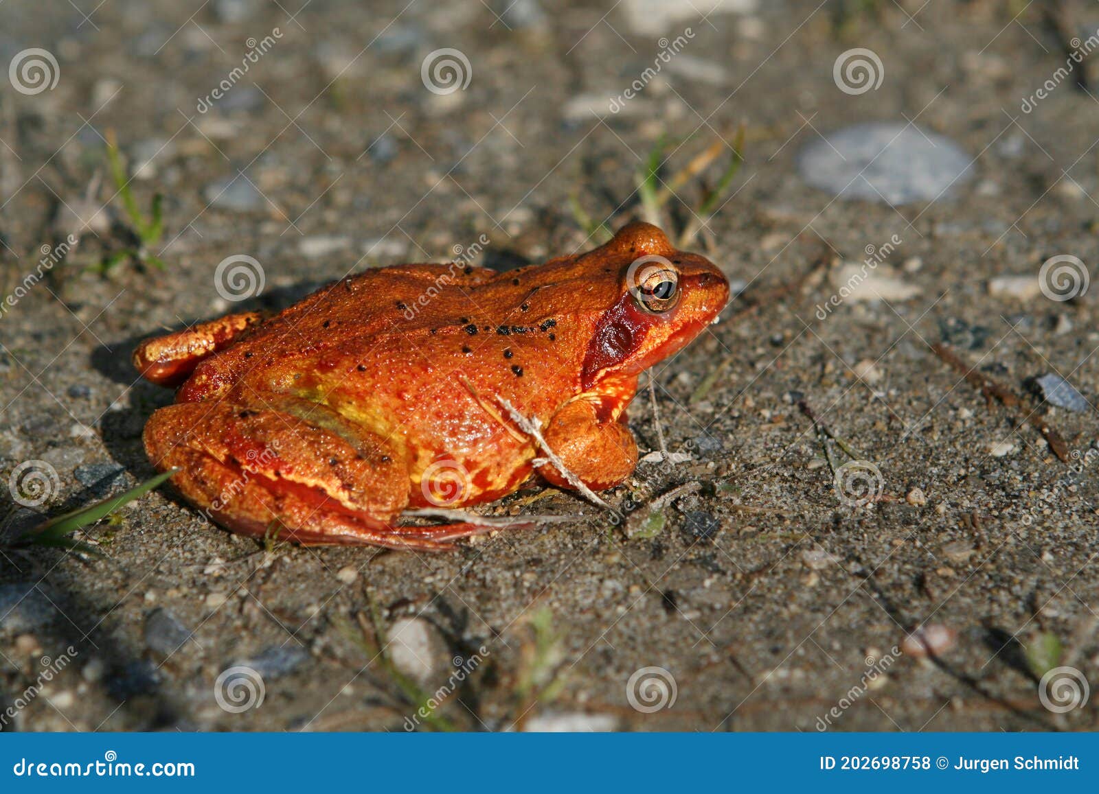 Toad stock photo. Image of lizard, beetle, invertebrate - 202698758