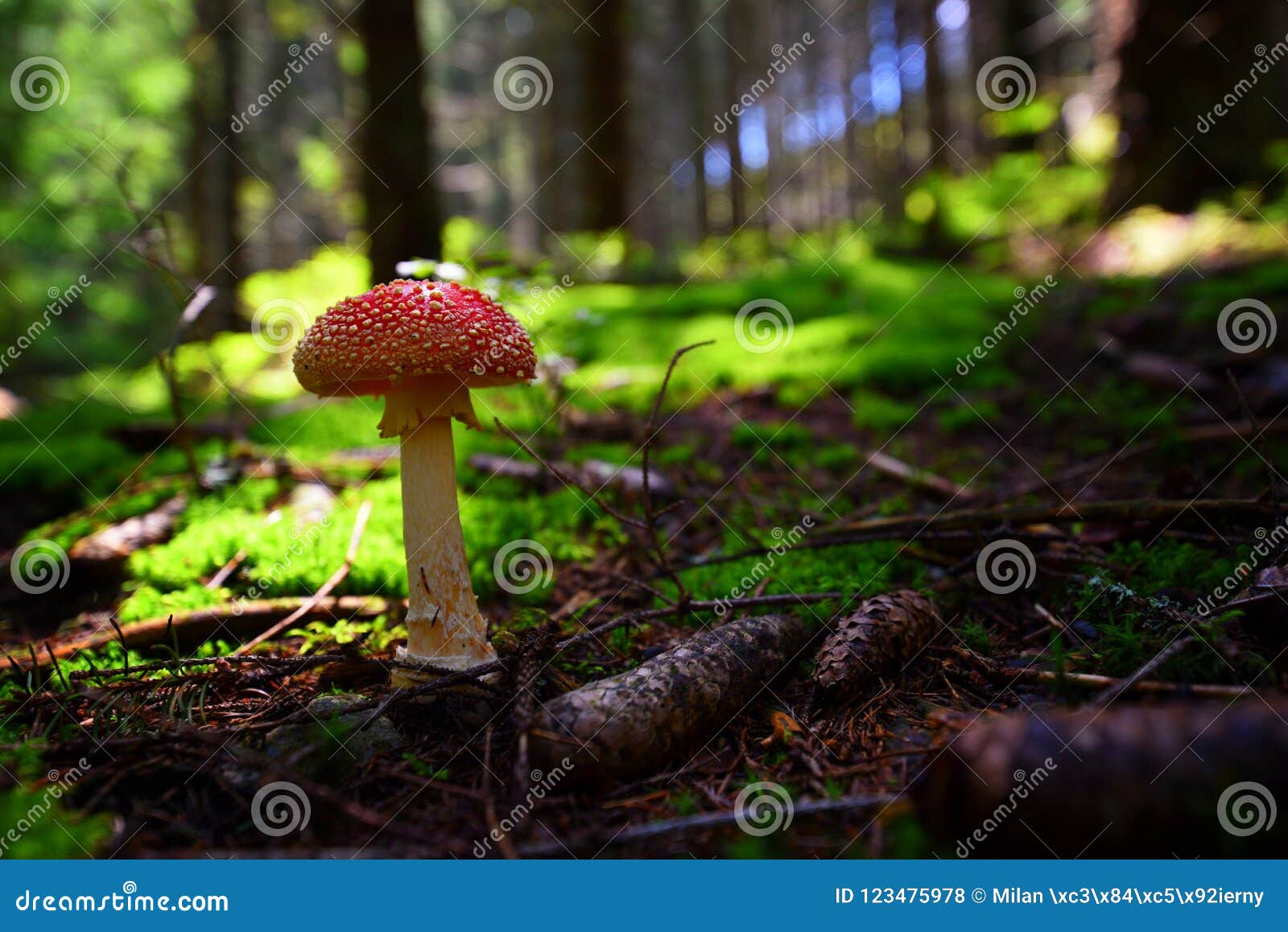 Toadstool stock photo. Image of season, toadstool, grass - 123475978