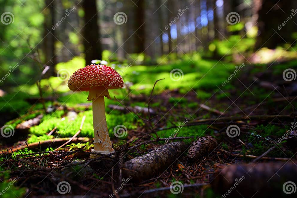 Toadstool stock photo. Image of season, toadstool, grass - 123475978