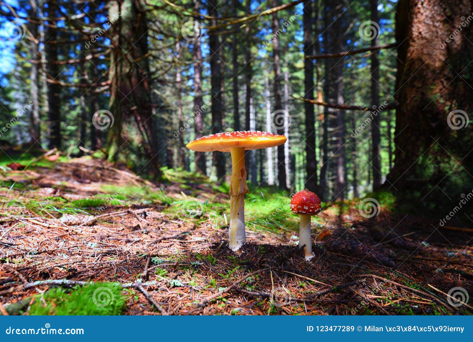 Toadstool stock image. Image of agaric, grass, woods - 123477289