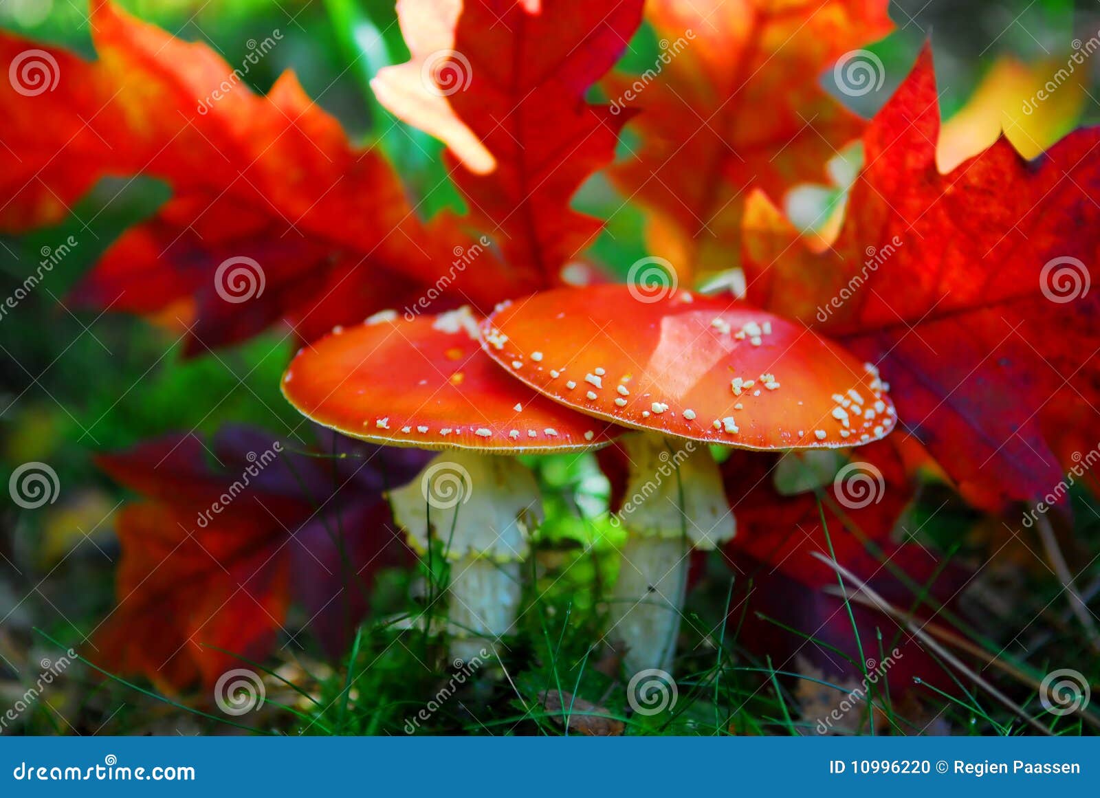 Red toadstool stock photo. Image of fungal, plant, brown - 10996220