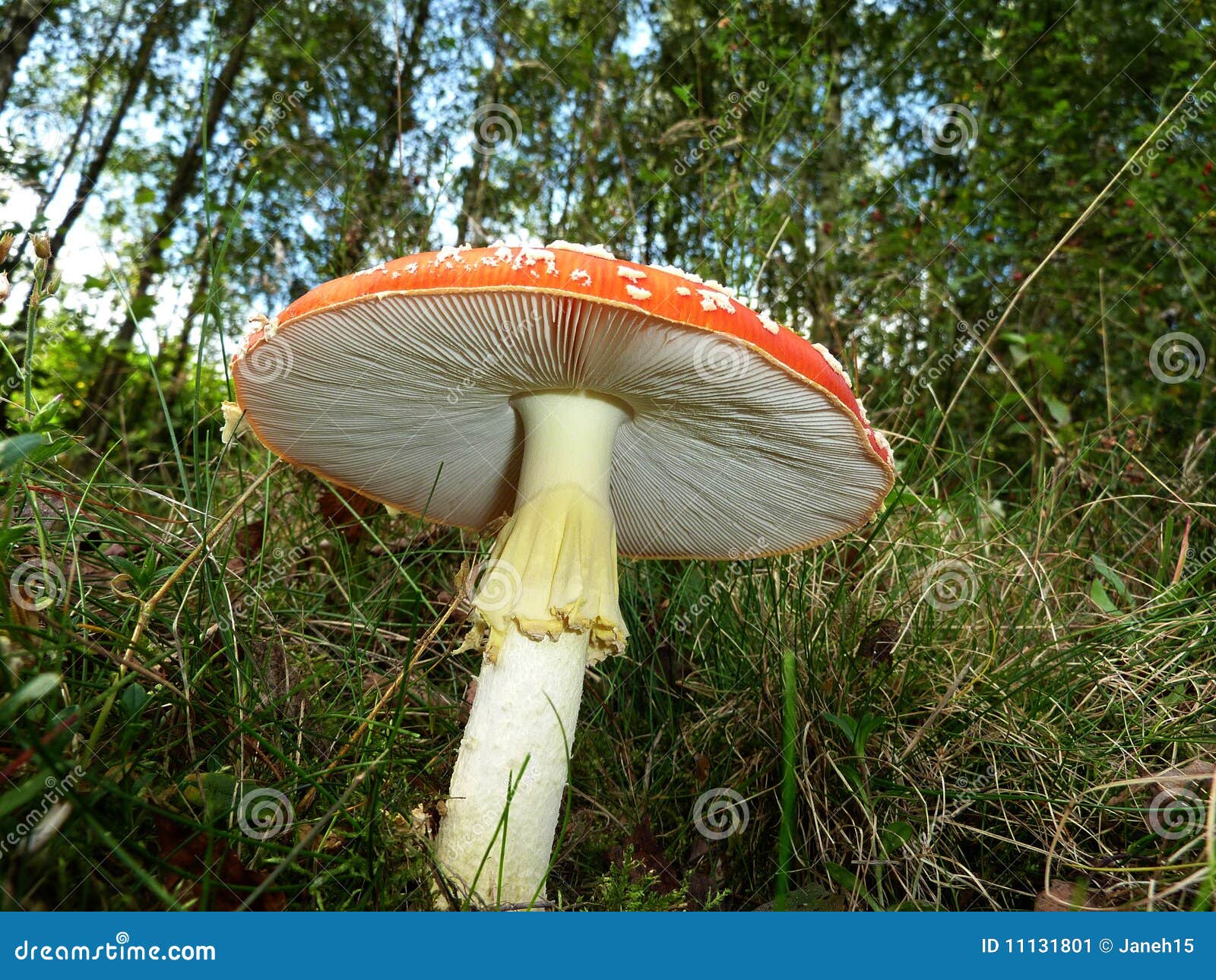 Red toadstool stock image. Image of medicine, agaric - 11131801