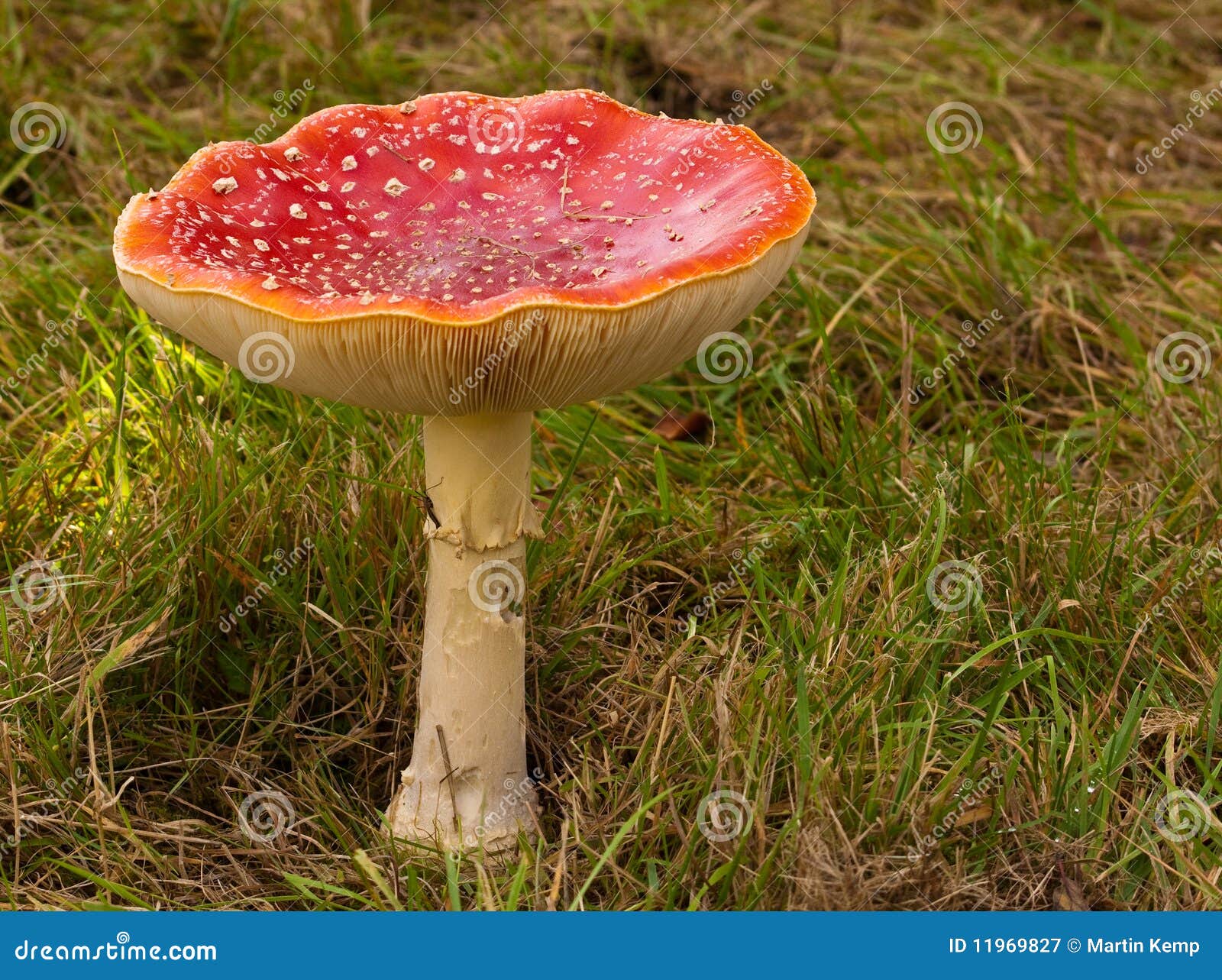 Red Toadstool stock image. Image of season, spotted, nature - 11969827