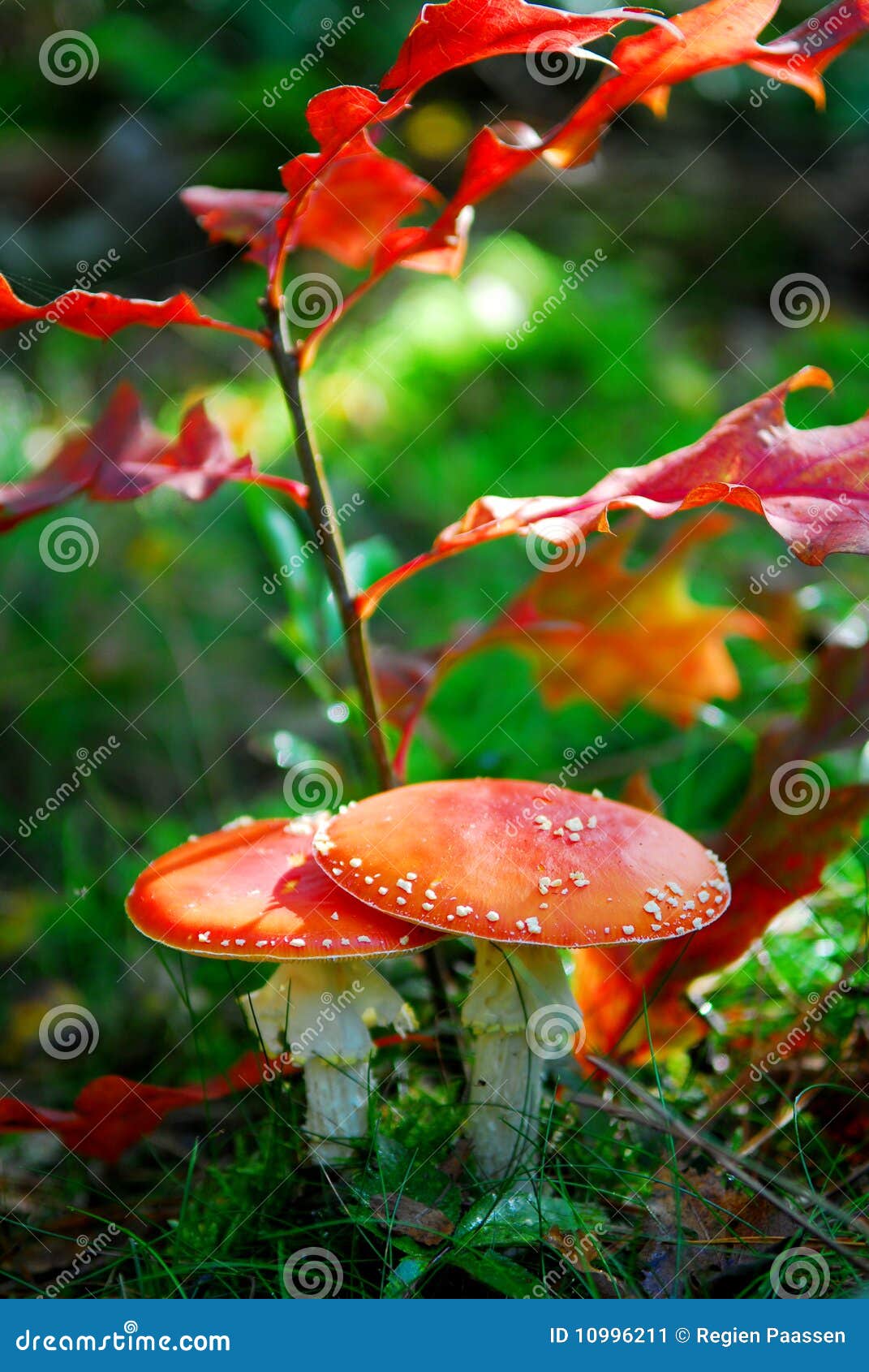 Red toadstool 2 stock image. Image of green, hallucinogen - 10996211