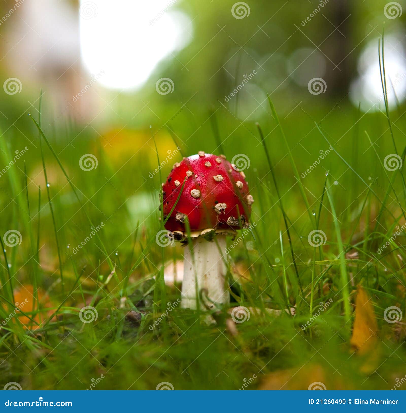Red Toadstool stock photo. Image of colorful, macro, ground - 21260490