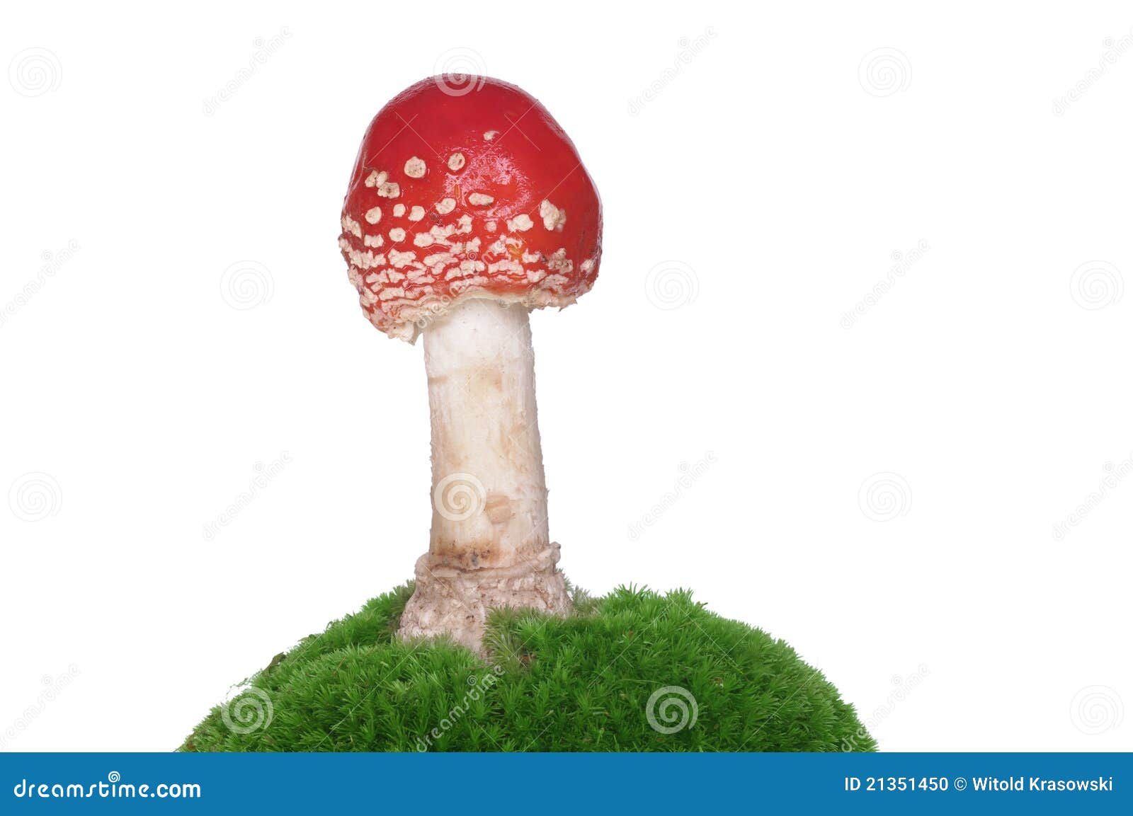 Red toadstool stock photo. Image of organism, plant, mushroom - 21351450