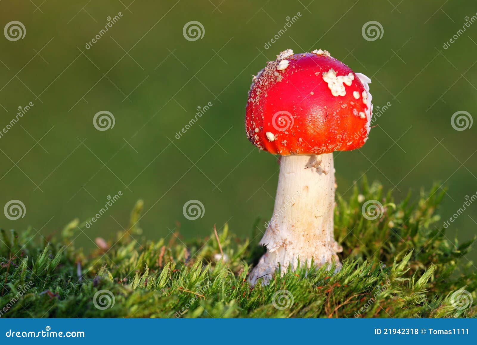 Red toadstool stock photo. Image of british, agaric, moss - 21942318