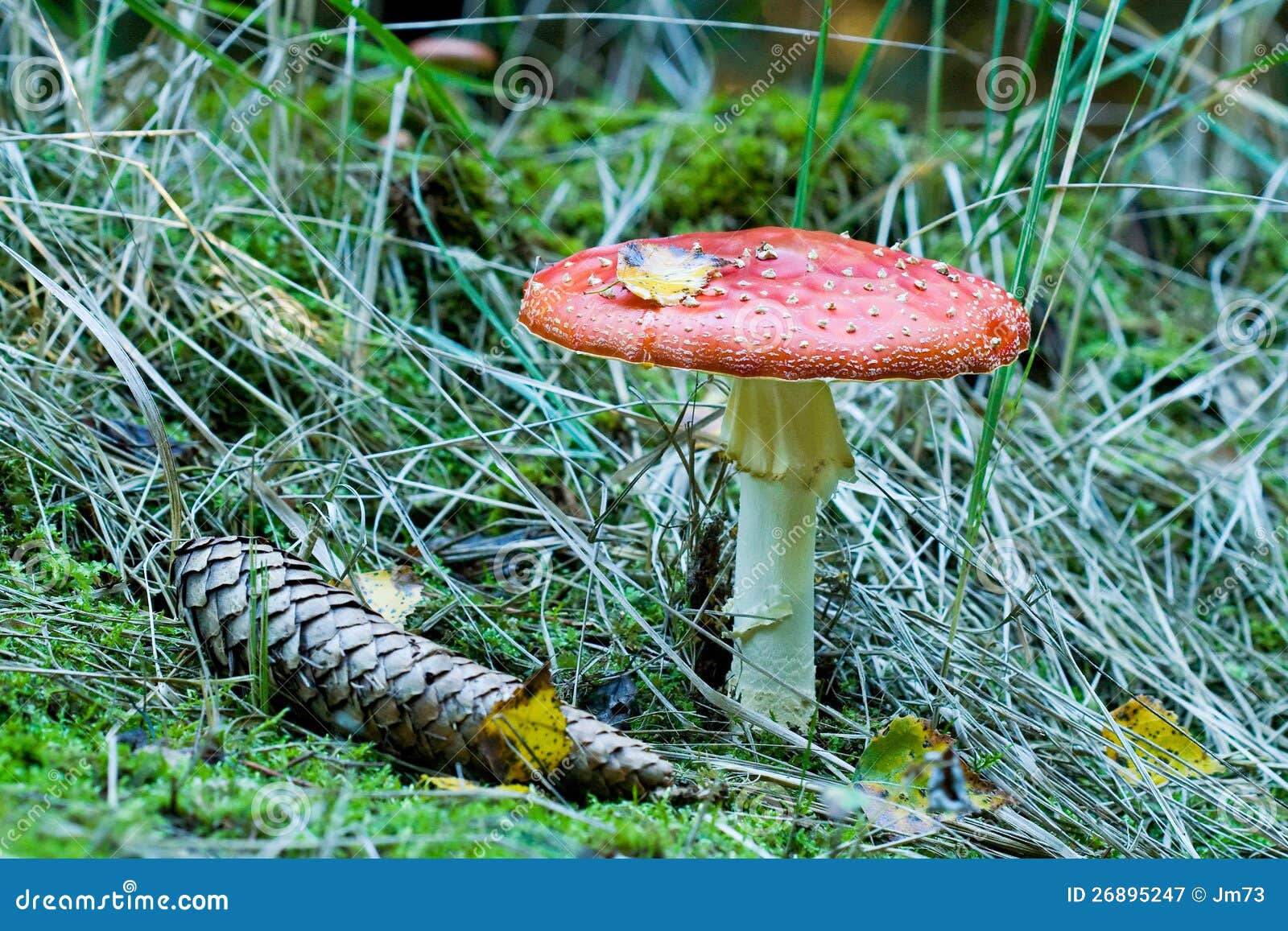 Red toadstool stock image. Image of mushroom, poisonous - 26895247
