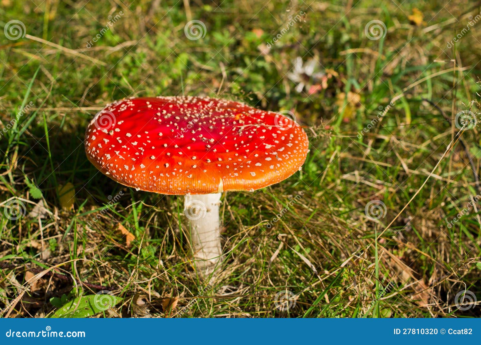 Red toadstool stock photo. Image of magic, fall, amanita - 27810320