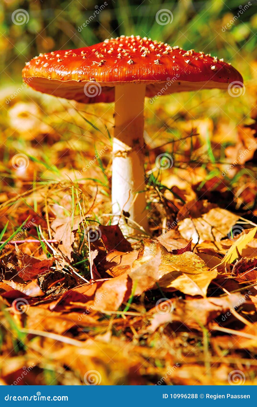 Red toadstool 3 stock photo. Image of forest, muscaria - 10996288