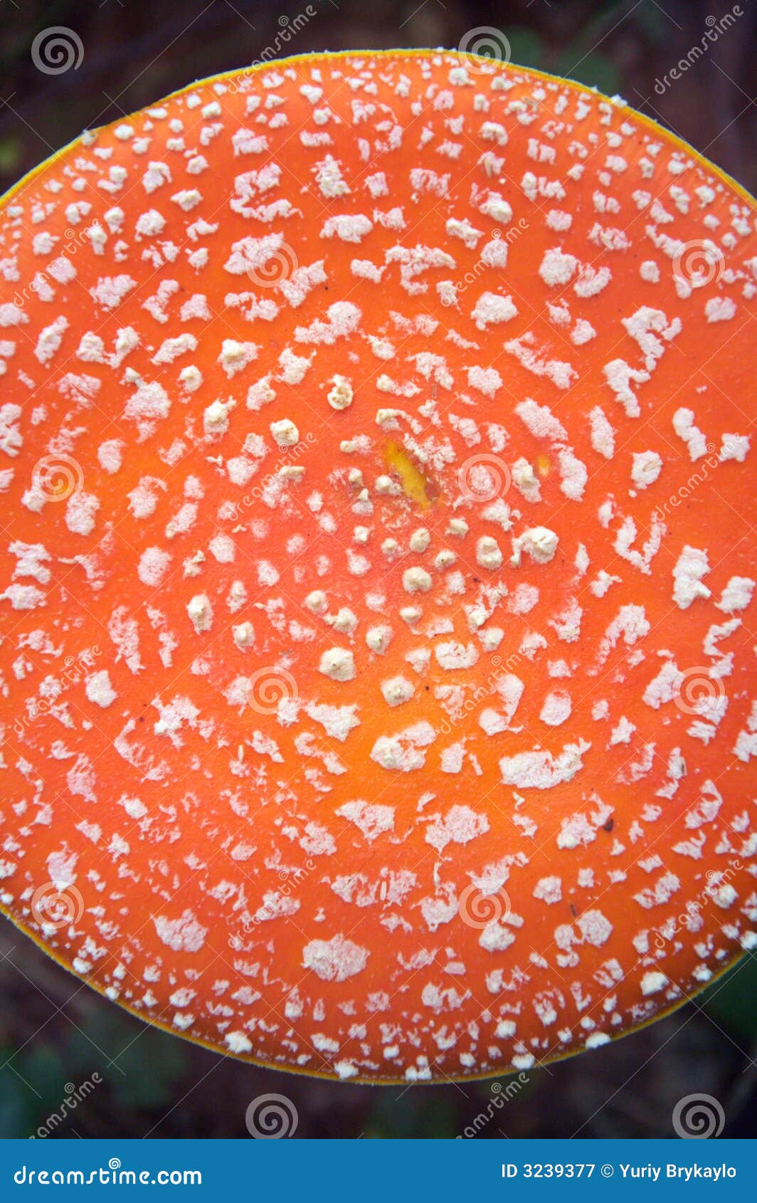 Red toadstool stock image. Image of mushroom, macro, toadstool - 3239377