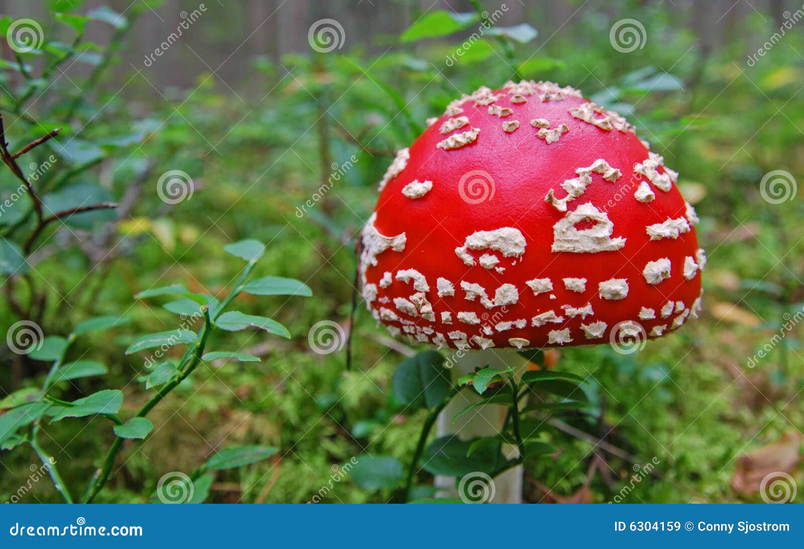 Red toadstool stock image. Image of nature, dangerous - 6304159