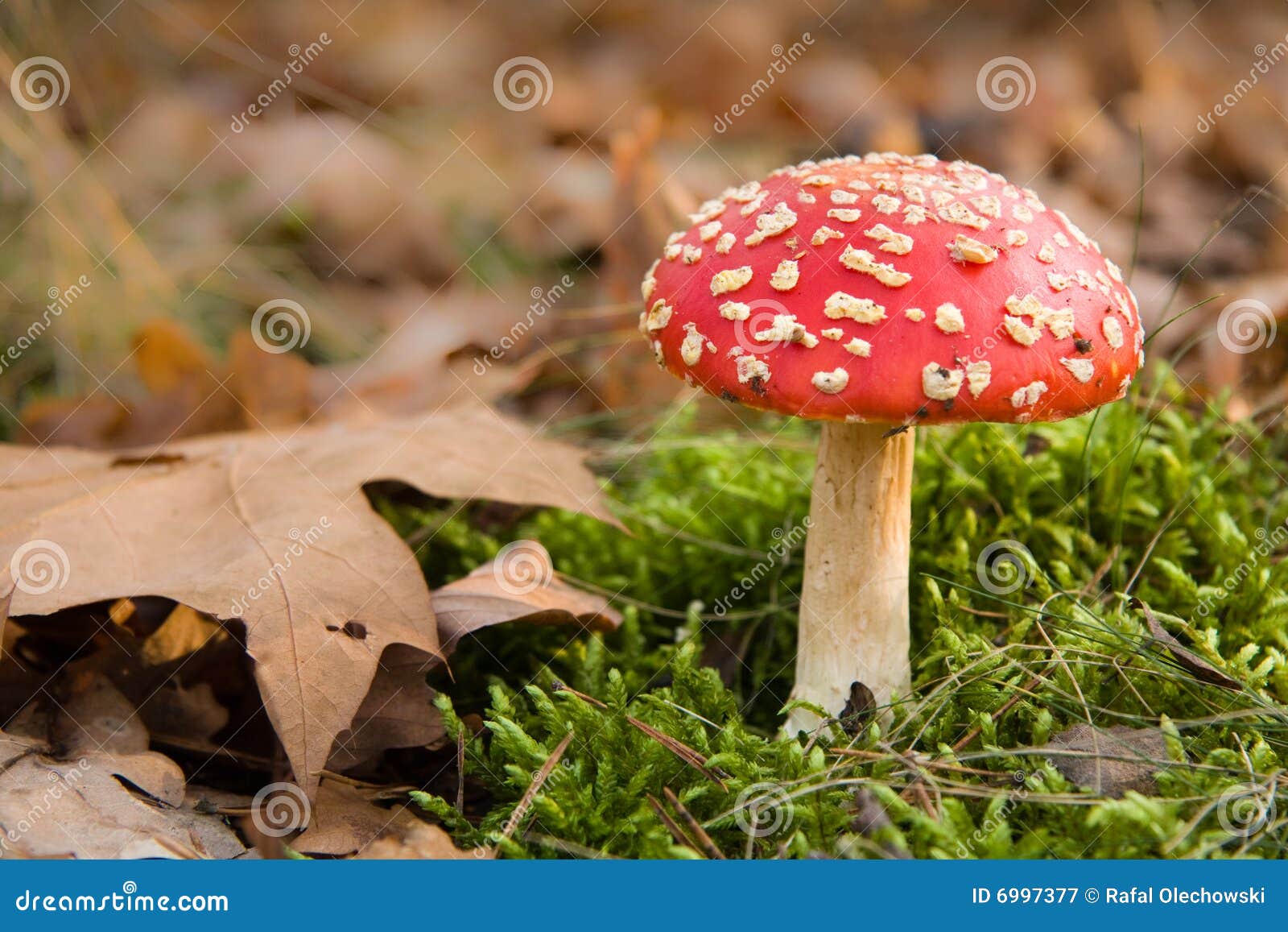 Red Toadstool in Autumn Forest Stock Image - Image of colorful, macro ...