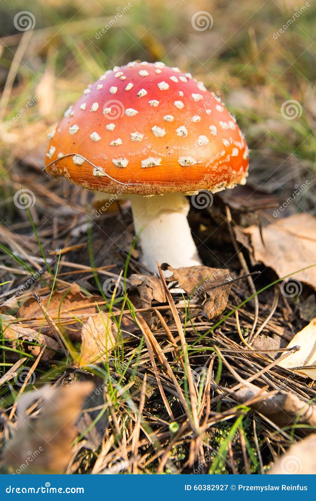 Red Toadstool stock image. Image of nature, bolete, beautiful - 60382927