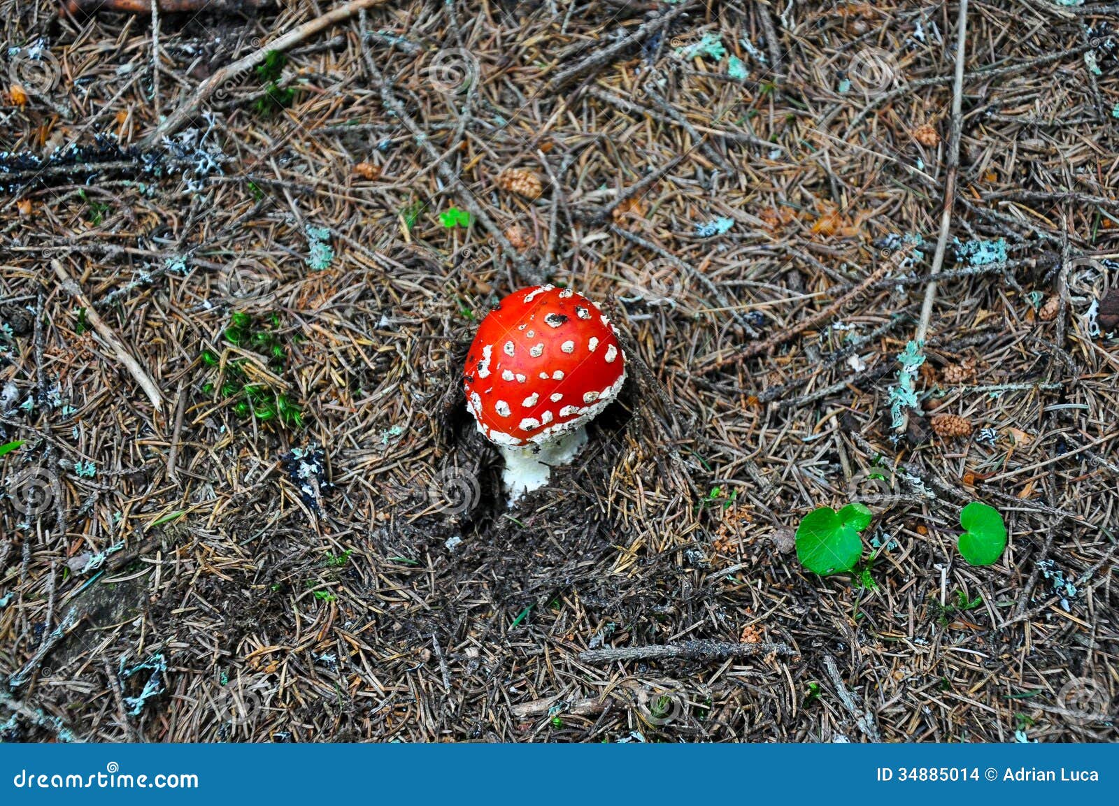 Red toadstool stock photo. Image of toadstool, white - 34885014