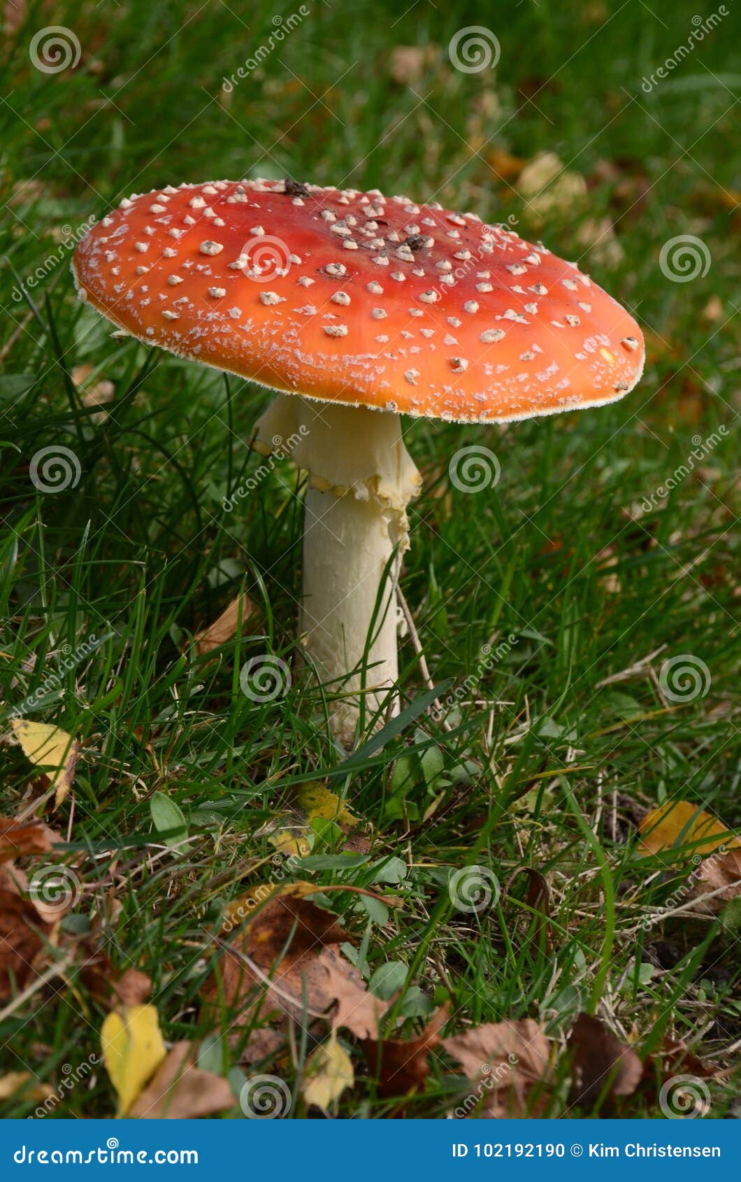 Red Toadstool stock photo. Image of mushroom, vertical - 102192190