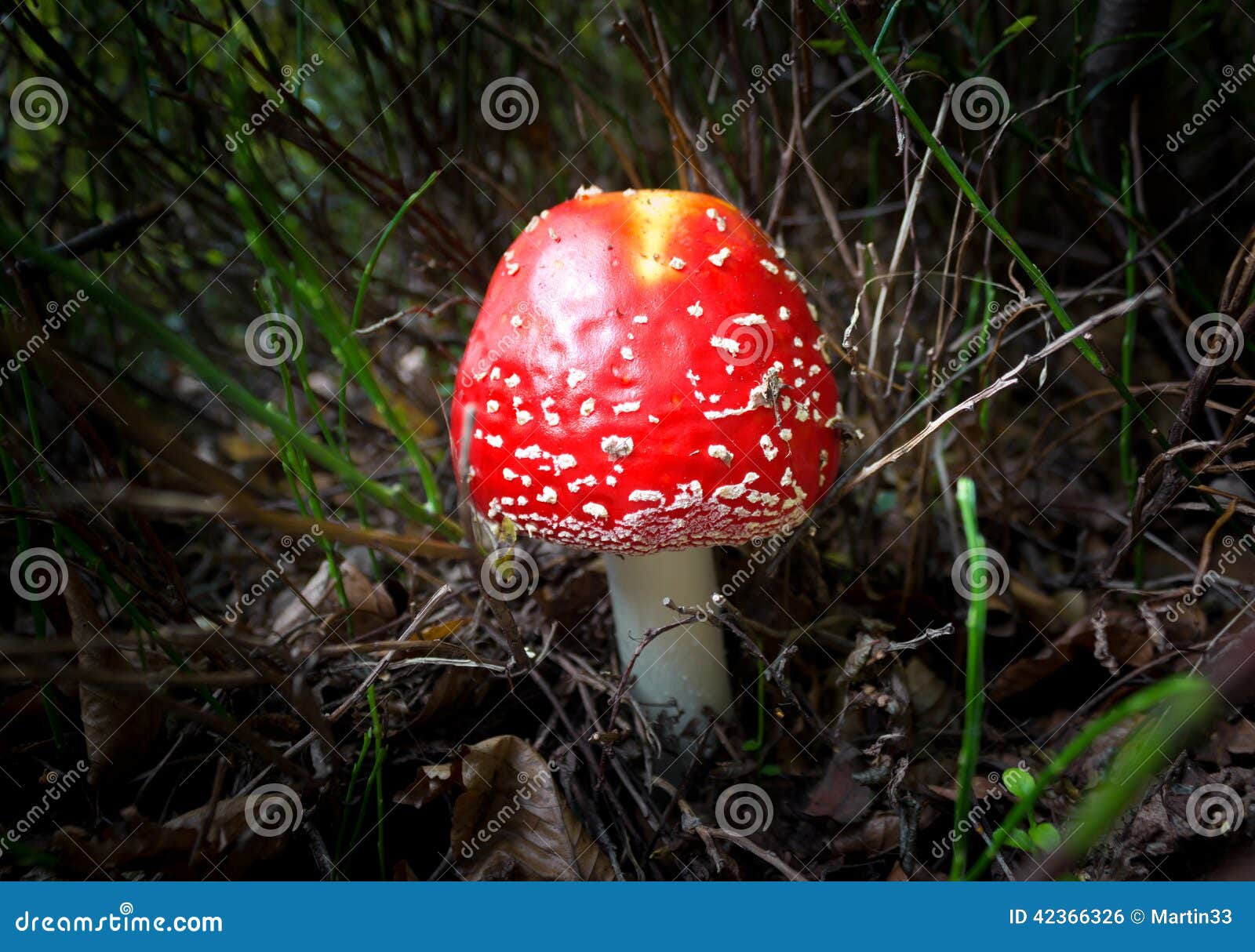 Red toadstool stock photo. Image of fungus, nature, agaric - 42366326