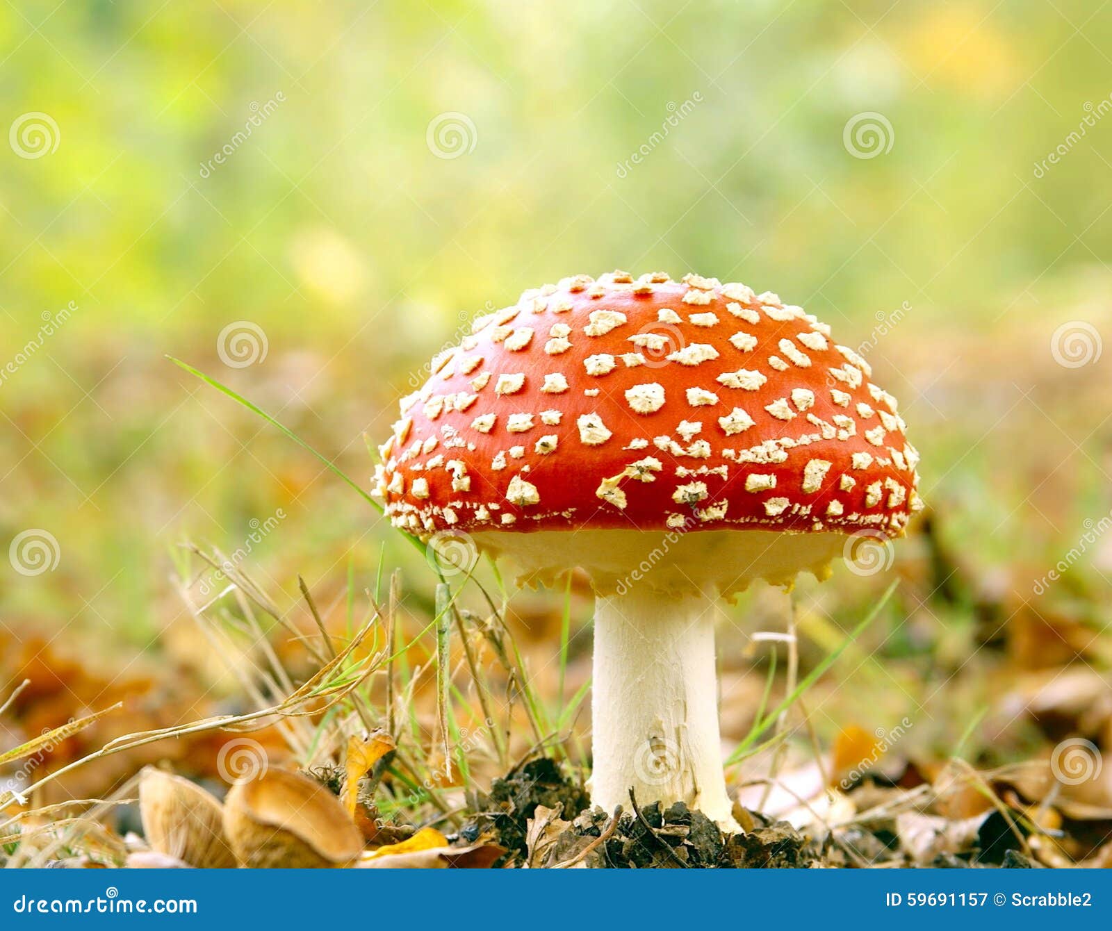 Red toadstool stock image. Image of gnome, leafs, food - 59691157