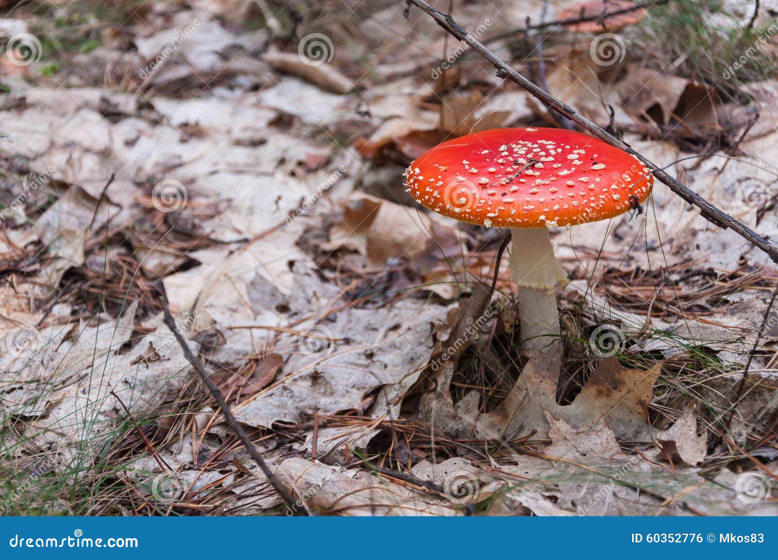 Red toadstool in a forest stock photo. Image of color - 60352776