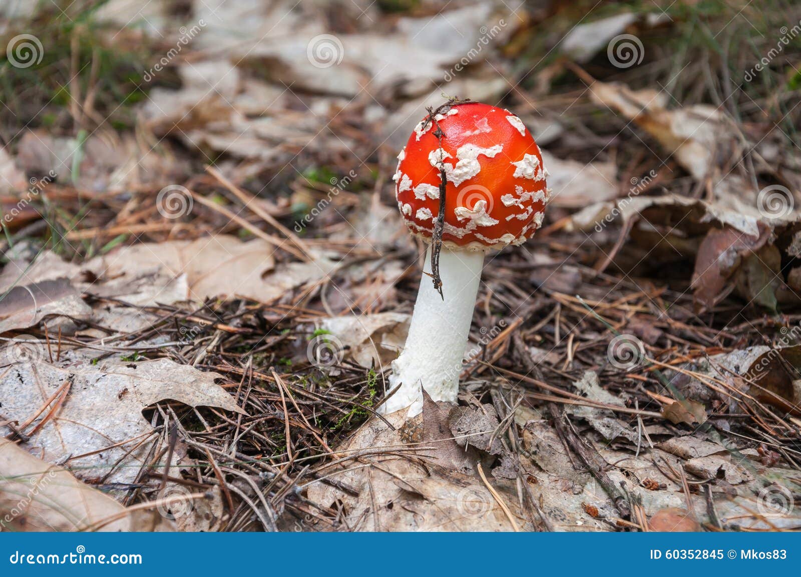 Red toadstool in a forest stock image. Image of grass - 60352845