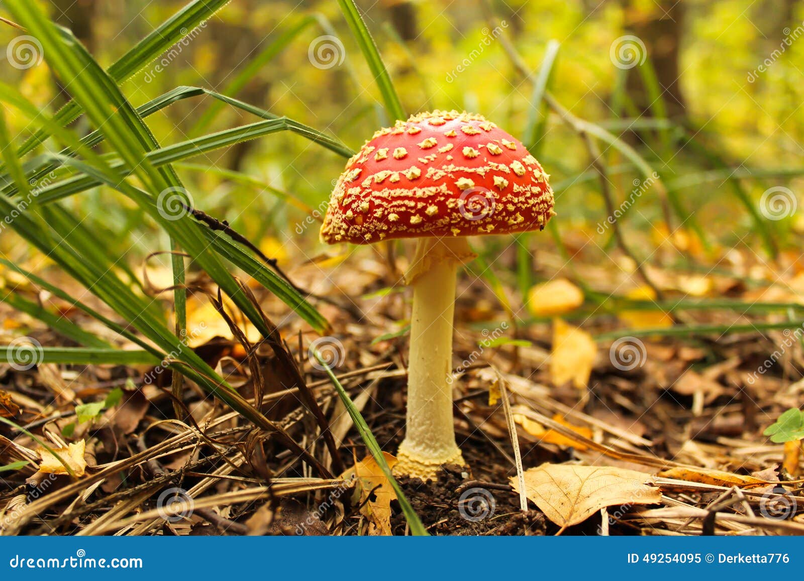 Red Toadstool in the Forest Stock Image - Image of grass, ground: 49254095