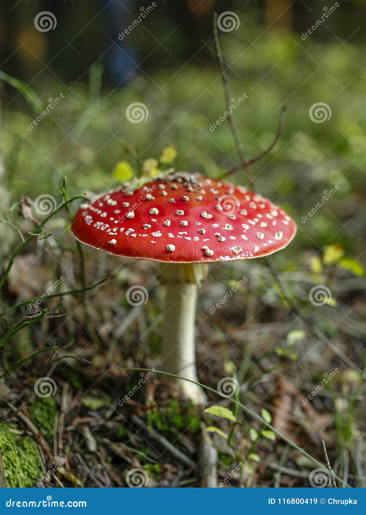 Red Toadstool in the Forest Stock Image - Image of healthy, forest ...