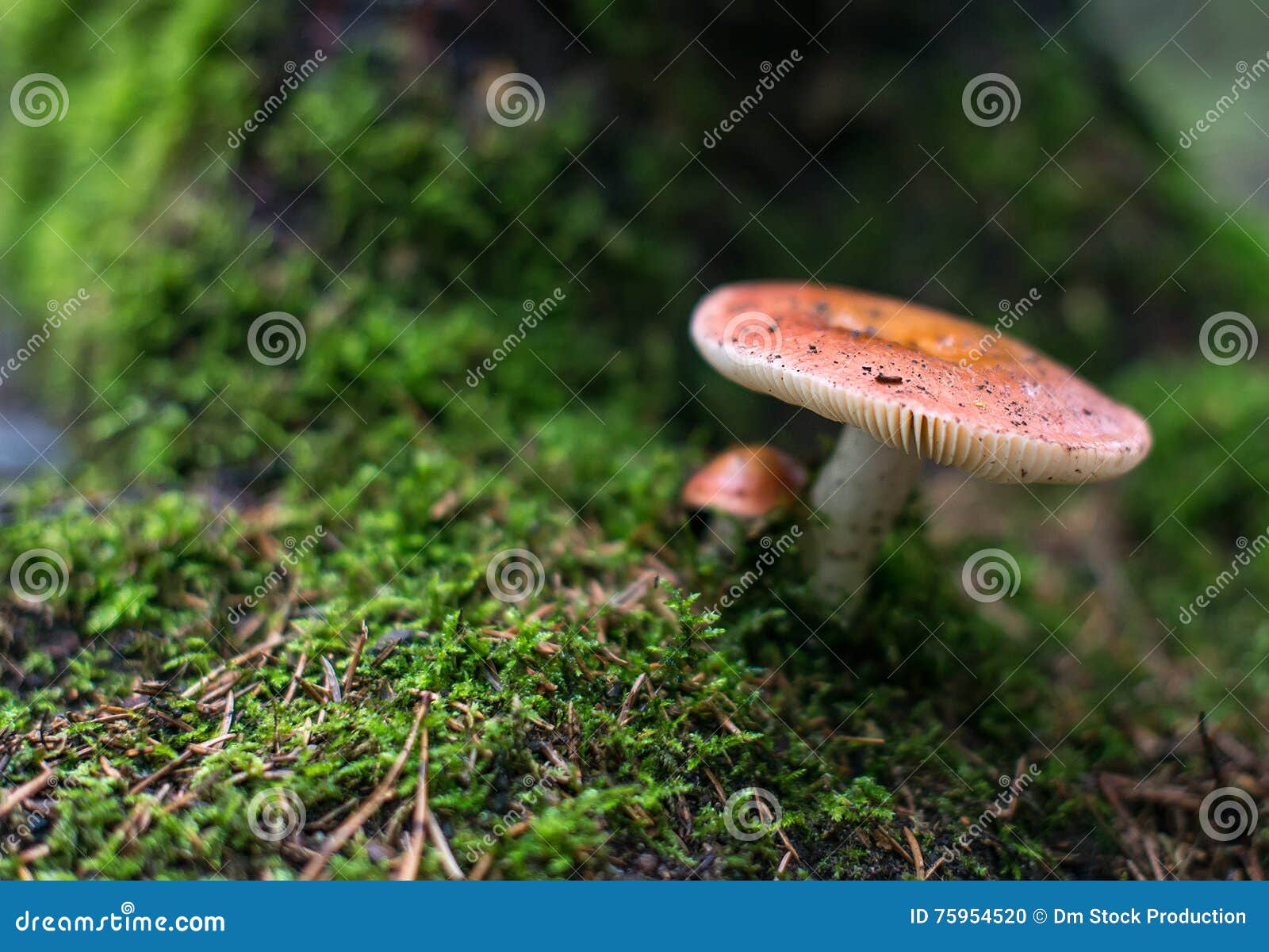 Red toadstool. stock photo. Image of dangerous, fungus - 75954520
