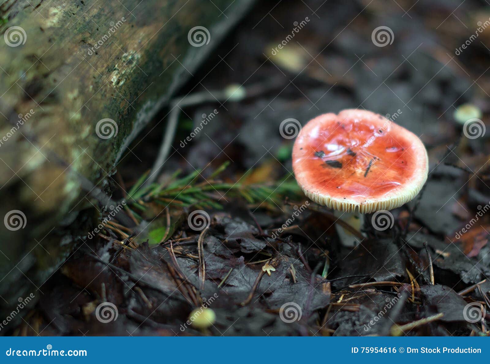 Red toadstool. stock photo. Image of agaric, grow, grass - 75954616