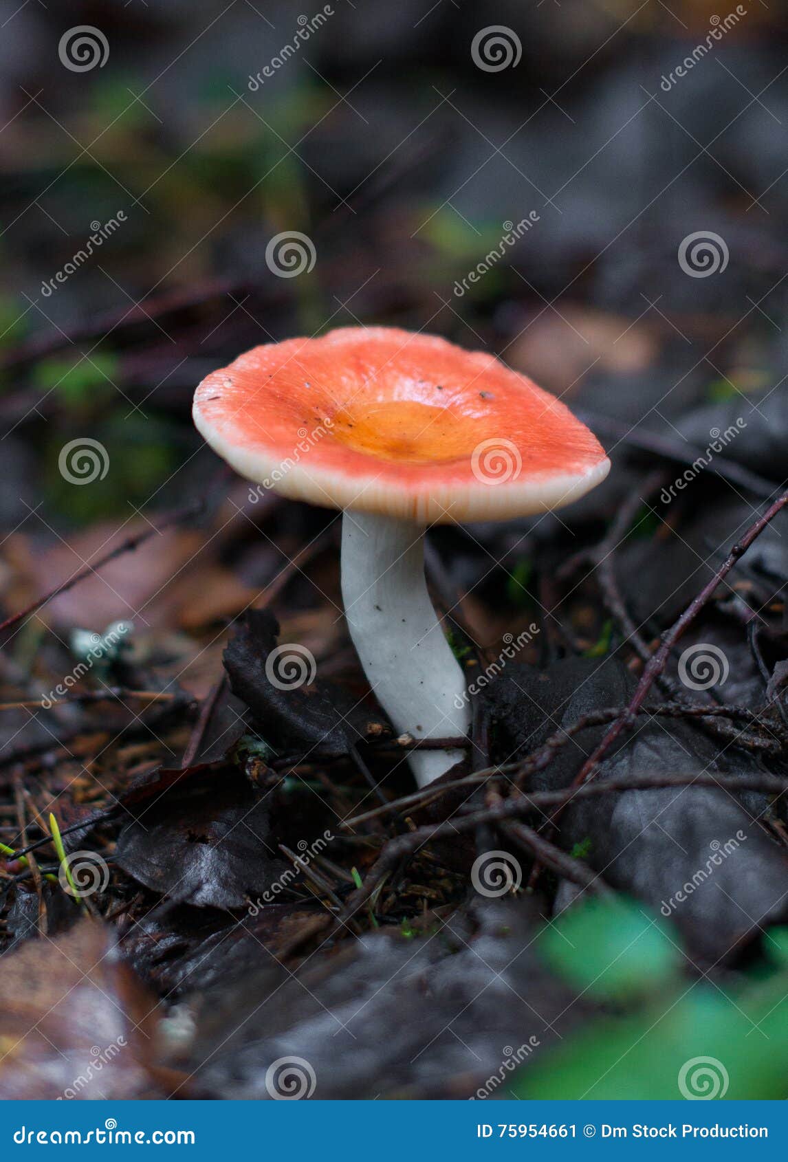 Red toadstool. stock image. Image of nature, closeup - 75954661