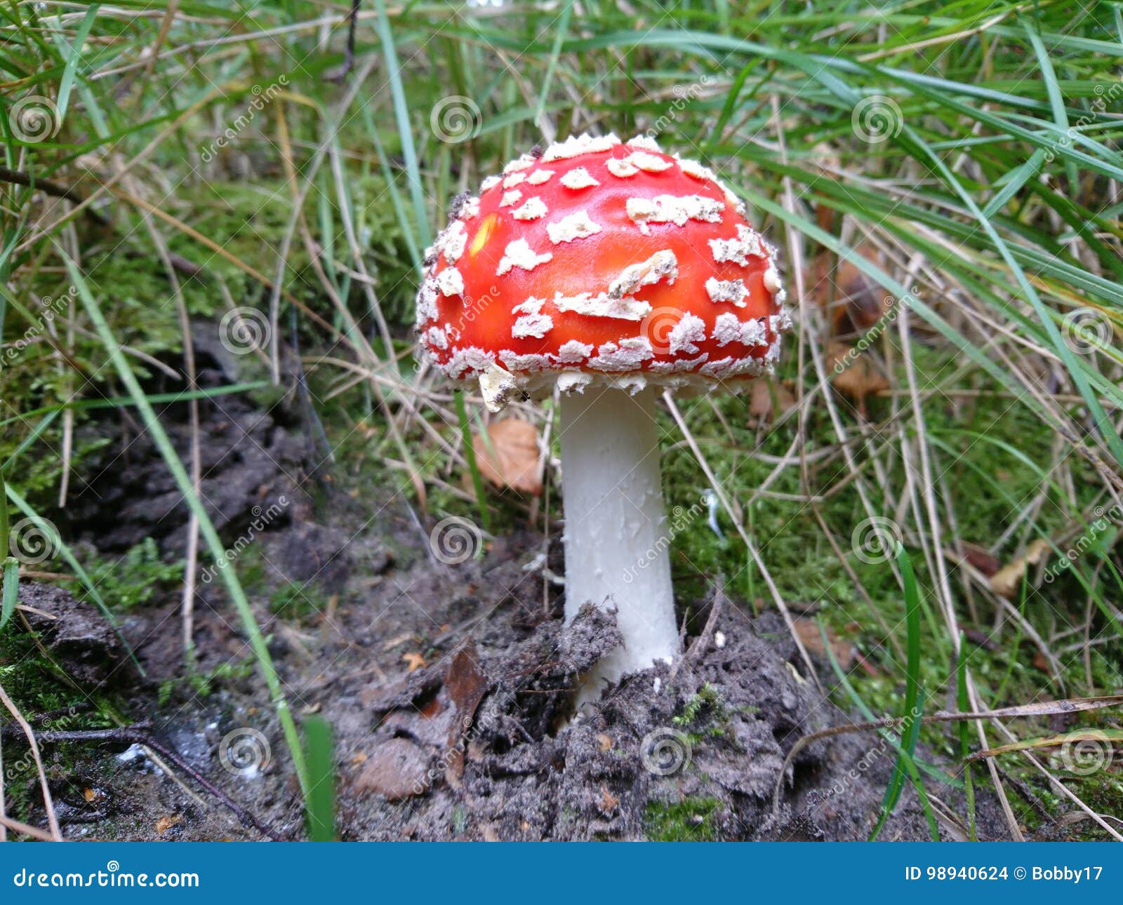 Red toadstool fungus stock photo. Image of agaric, plant - 98940624