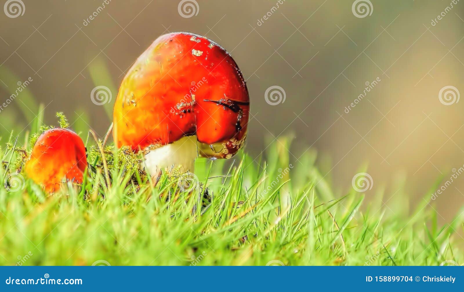 Red Toadstool in the Grass stock photo. Image of white - 158899704
