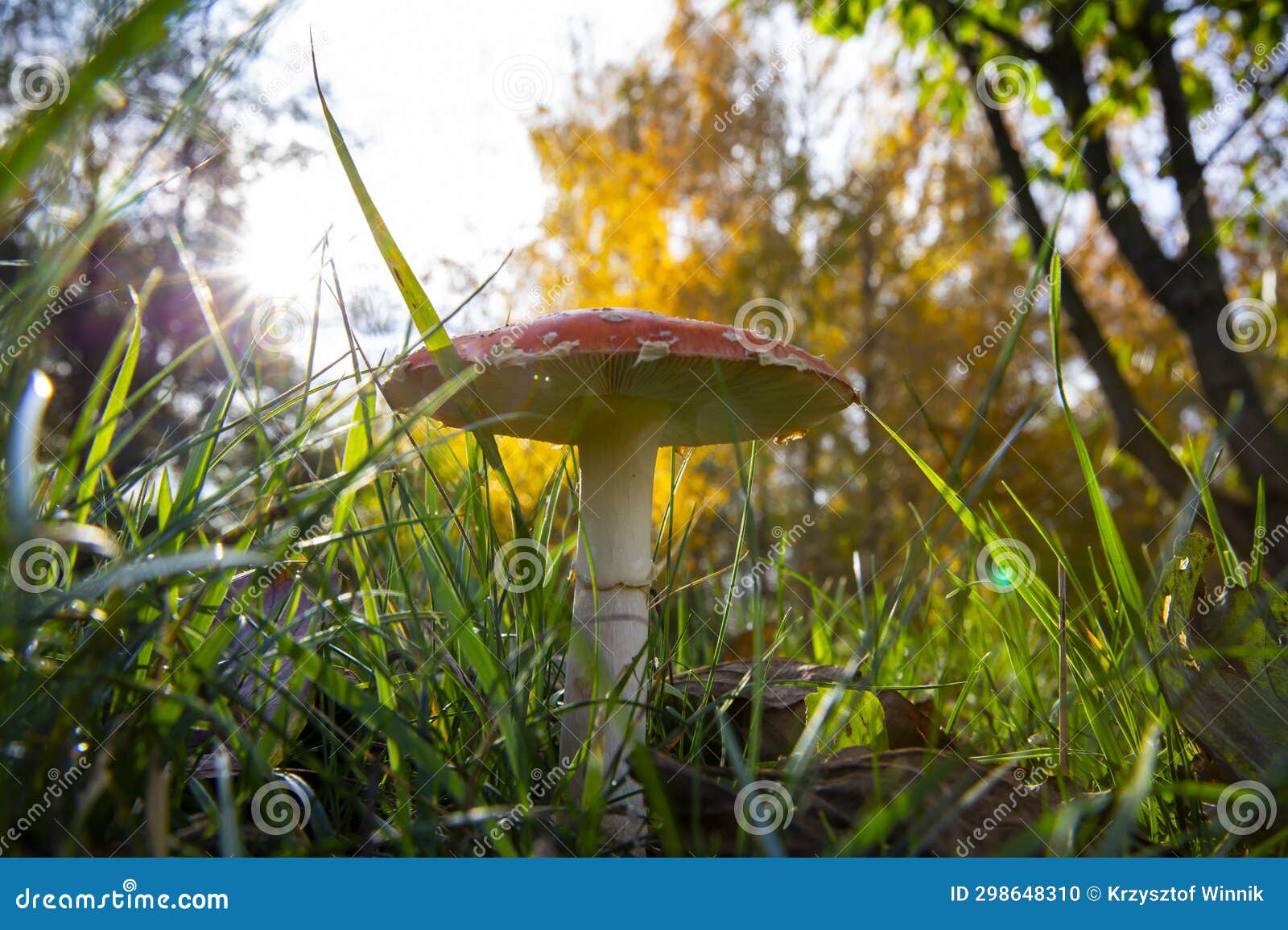 Red Toadstool Growing in the Grass. Stock Photo - Image of mushroom ...