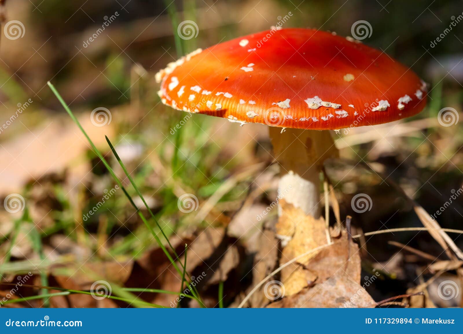 Red Toadstool in Its Natural Place Stock Photo - Image of single ...